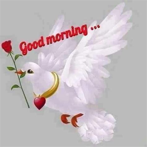 Romantic Dove Good Morning Pictures Photos And Images For Facebook Tumblr Pinterest And