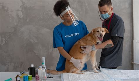 Pet Care Importance Of Regular Vet Visits For Your Pets Health