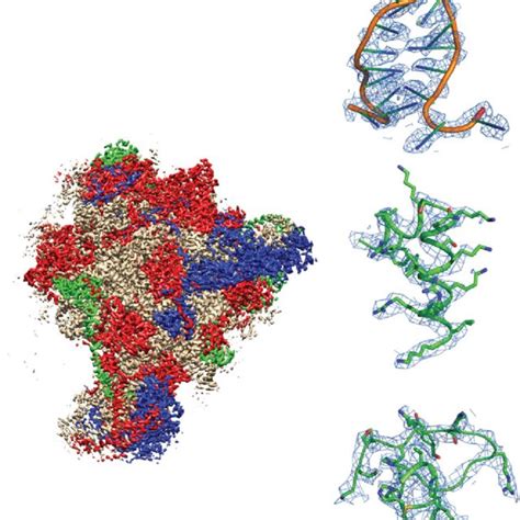Example Of A Recently Published Single Particle Cryoem Structure With Download Scientific