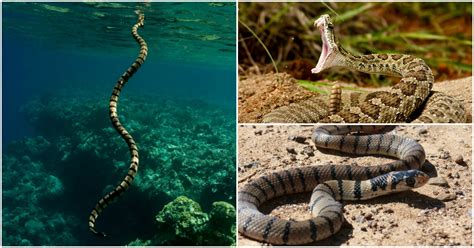The Top 10 Deadliest And Most Dangerous Snakes In The