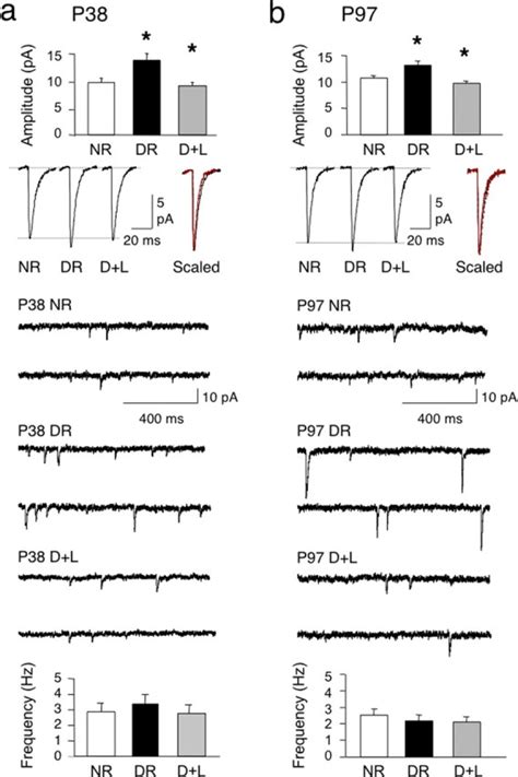 persistence of experience induced homeostatic synaptic plasticity