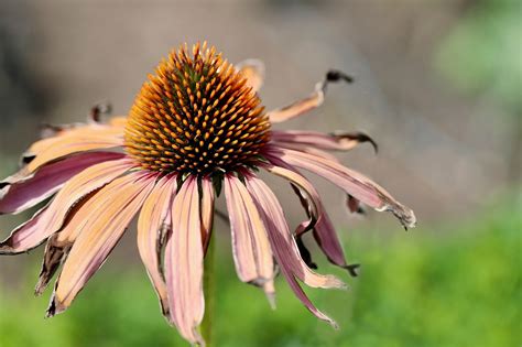 Coneflower Echinacea Faded Free Photo On Pixabay Pixabay