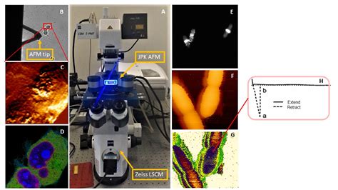 Correlative Microscopy Based Live Cellulomic Assays 2023 Wiley