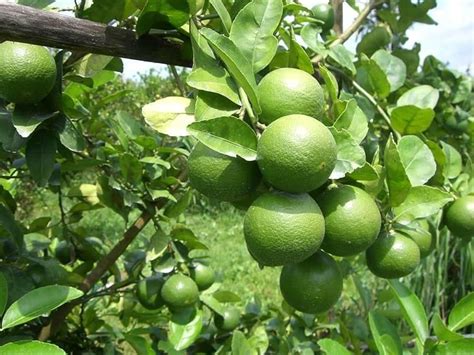 Kolkata Pati Lebu Pack Of 2 All Time Variety Grafted Fruit Live