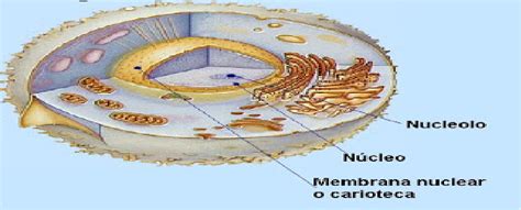 Érika Moda Estructura Y FunciÓn Del NÚcleo