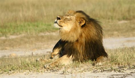 Zimbabwe Wont Charge Dentist Who Killed Cecil The Lion The New York