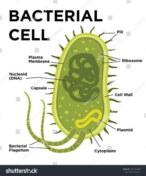 Bacterial Cell Anatomy Flat Style Vector Stock Vector Royalty Free