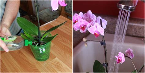 Як правильно поливати орхідею щоб вона гарно цвіла та розвивалася
