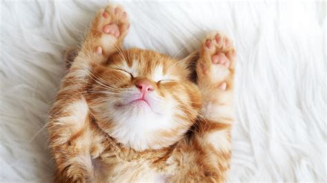5 Dicas Para Entender Seu Gato De Uma Vez Por Todas Alto Astral