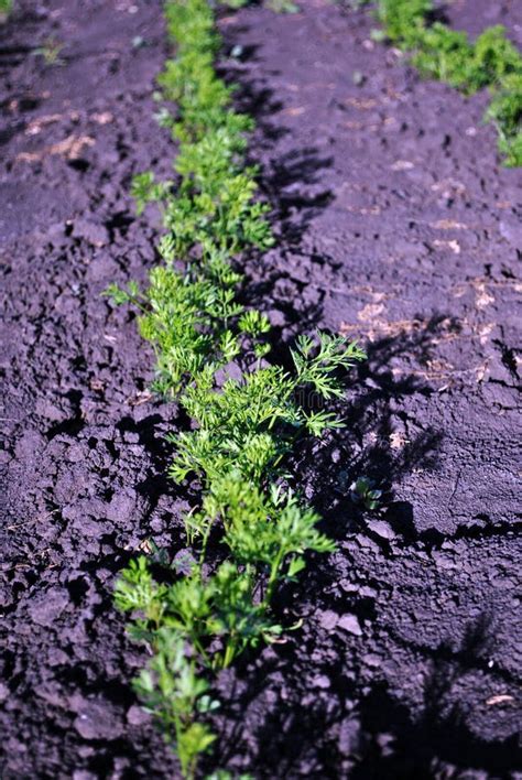 Carrot Plant Growing In Black Earth Organic Farming Rows In The Field