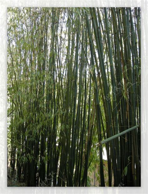 竹林图片素材 编号09067080 图行天下
