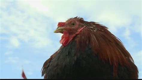 Sir Big Spur Mascot At South Carolina Will Keep Its Name