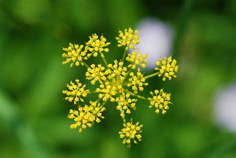 Wiping Out Wild Parsnip Removes Dangerous Plant And Restores Critical