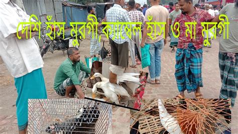 আজ১৮ ০৬ ২০২৩ ইং দেশি হাঁস মুরগী ক্যাম্বেল হাঁস ও মা মুরগীর দাম জানুন