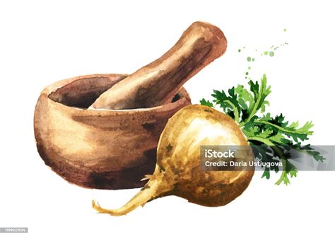 마카 뿌리 또는 페루 인삼과 박격포 유기농 야채 슈퍼 푸드 흰색 배경에 격리 된 수채화 손으로 그린 그림 마카 허브에 대한 스톡