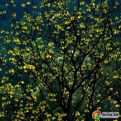 魅力菇乡组优秀奖 菇乡春意 曾志强 食用菌第九届庆元香菇文化节 特别报道 食用菌图库 易菇网 食用菌产业门户网站 食用菌产业门户网
