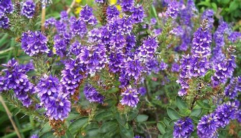 Pruning Hebes How And When To Prune Hebe Plants And Shrubs