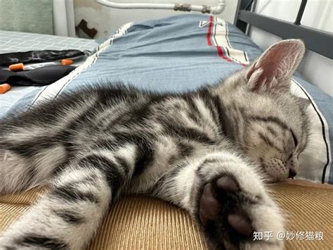 猫咪睡在床头和床尾的区别，你家猫爱睡在哪儿？ 知乎