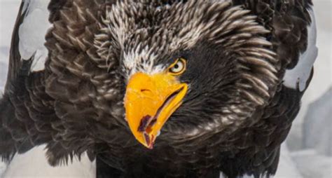 Top 10 Largest Birds Of Prey In The World