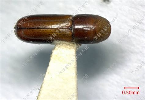 美西部云杉小蠹 Gnathotrichus sulcatus 物种库 国家动物标本资源库