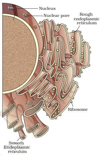 Endoplasmic Reticulum Diagram Class 9 With Labels And Explanation Biology Projects Biology