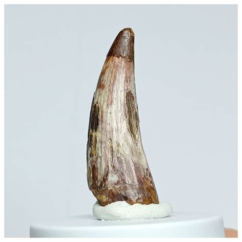 Skamieniały Ząb Nicely Preserved Suchomimus Tenerensis Dinosaur Tooth