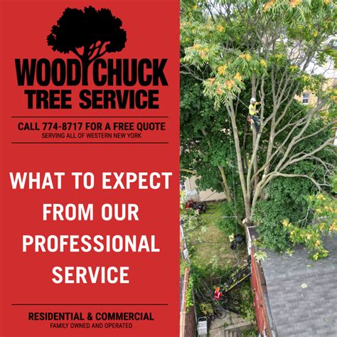What To Expect When Your Hire A Tree Cutting Service WoodChuck Tree Service