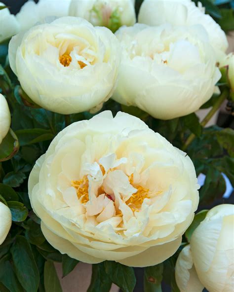 Paeonia Lemon Chiffon Bare Roots — Buy Itoh Peonies Online At Farmer