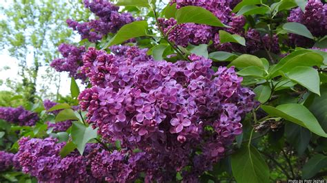 Syringa Vulgaris