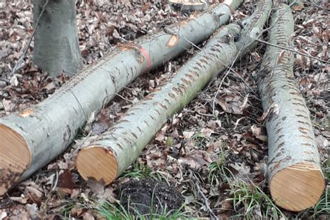 Brennholz Eignet Sich Nicht Als Bauholz Pellets News