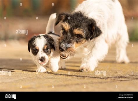 Young Cute Whelp 6 Weeks Old Beautiful Jack Russell Terrier Mom Dog