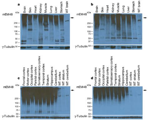 Expression Of Mutant Htt In Hd Monkey Peripheral Tissues And Brains