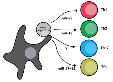 Microrna Regulation Of Helper T Cell Differentiation And Immune