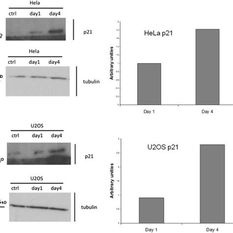 Analysis Of P21 Expression In Hela And U2os Cell Lines Western Blot