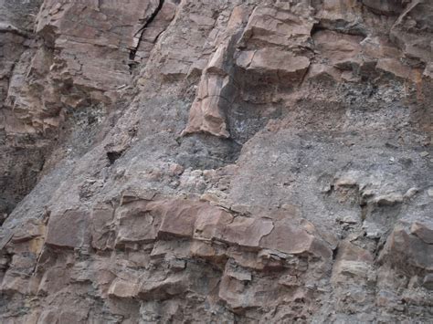 Fossils Joggins Fossils