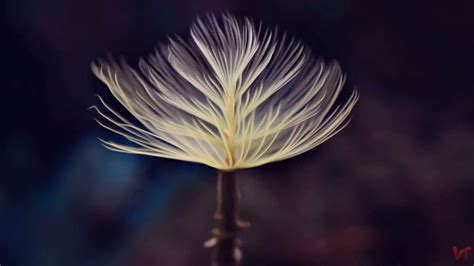 Красота цветов в макрофотографии Flowers Plants Dandelion