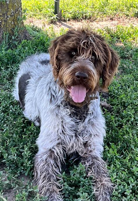 German Wirehaired Pointer Puppies For Sale