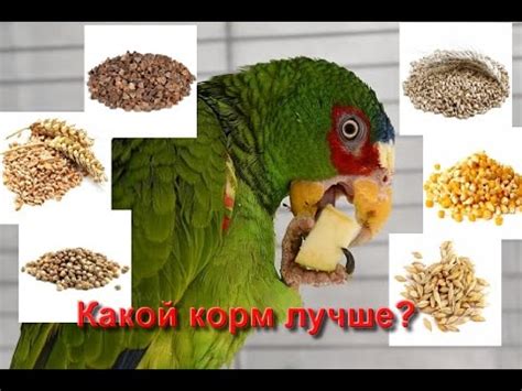 Корм для попугаев: какую зерносмесь выбрать? Пророщенное зерно ...