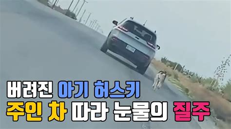 날 버리지 말아요” 도로에 버려진 강아지의 슬픈 질주 Youtube