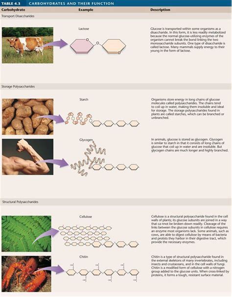 Starch Cellulose And Glycogen Are All
