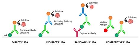5 Types Of Elisathe Differences And Principle Explained An