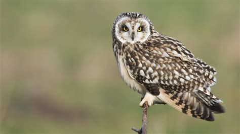 Eulen Eulenarten In Deutschland Voegel Natur Planet Wissen