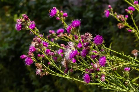 Demystifying Noxious Weeds What Colorado Landowners Need To Know