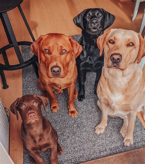 Why Have One When You Can Have All Of Them Rlabrador
