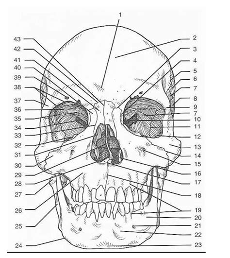 Anterior Skull Diagram Quizlet