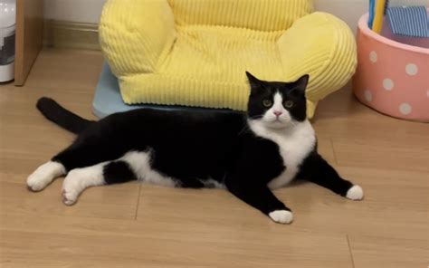 她急了她急了 猫猫比心舞来了 Bilibilib站无水印视频解析——yiuios易柚斯