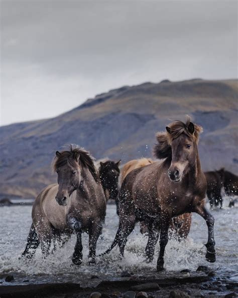 The Five Gaits Of The Icelandic Horse Islandshestaris