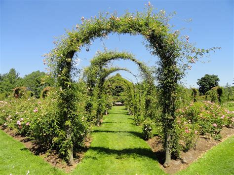 Best Trellises For Climbing Plants Top Picks For 2025