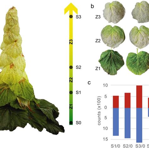 Morphological Transition A The Leaves Were Classified Into Three Zones
