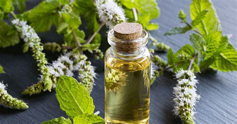 Does Peppermint Oil Help Ibs Symptoms